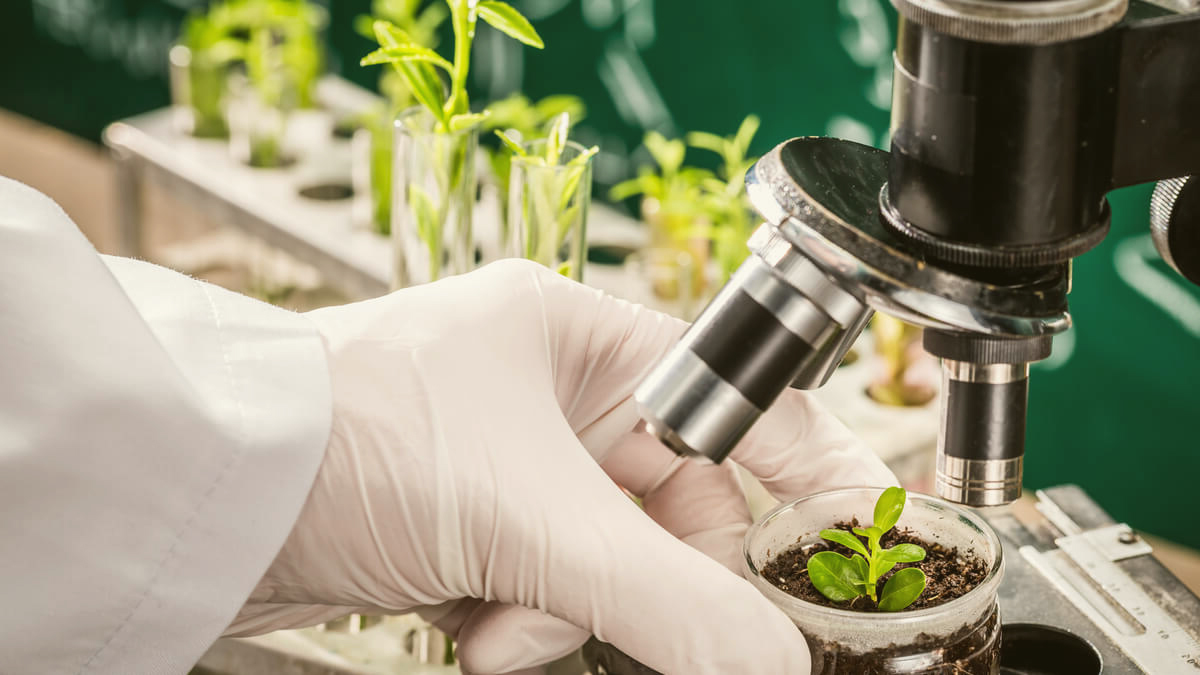 KSA | JU | Olive Research Center